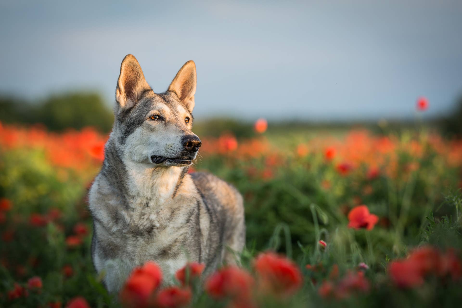 A Wolfdog Named Nazghul Crashes Olympic Cross-Country Ski Race - Parade ...