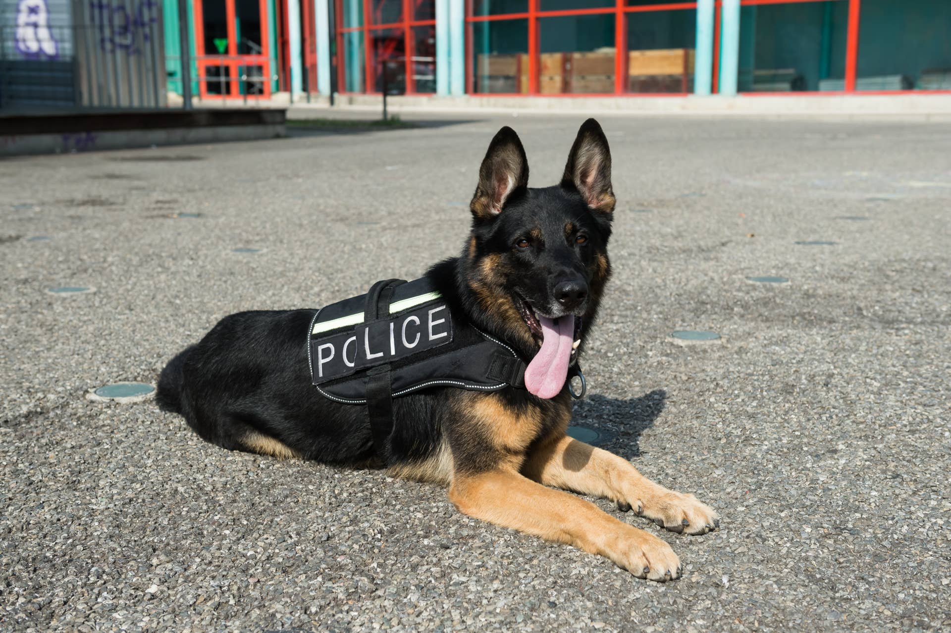 German Shepherd K9 Recognizes His First Handler in a Heartwarming ...