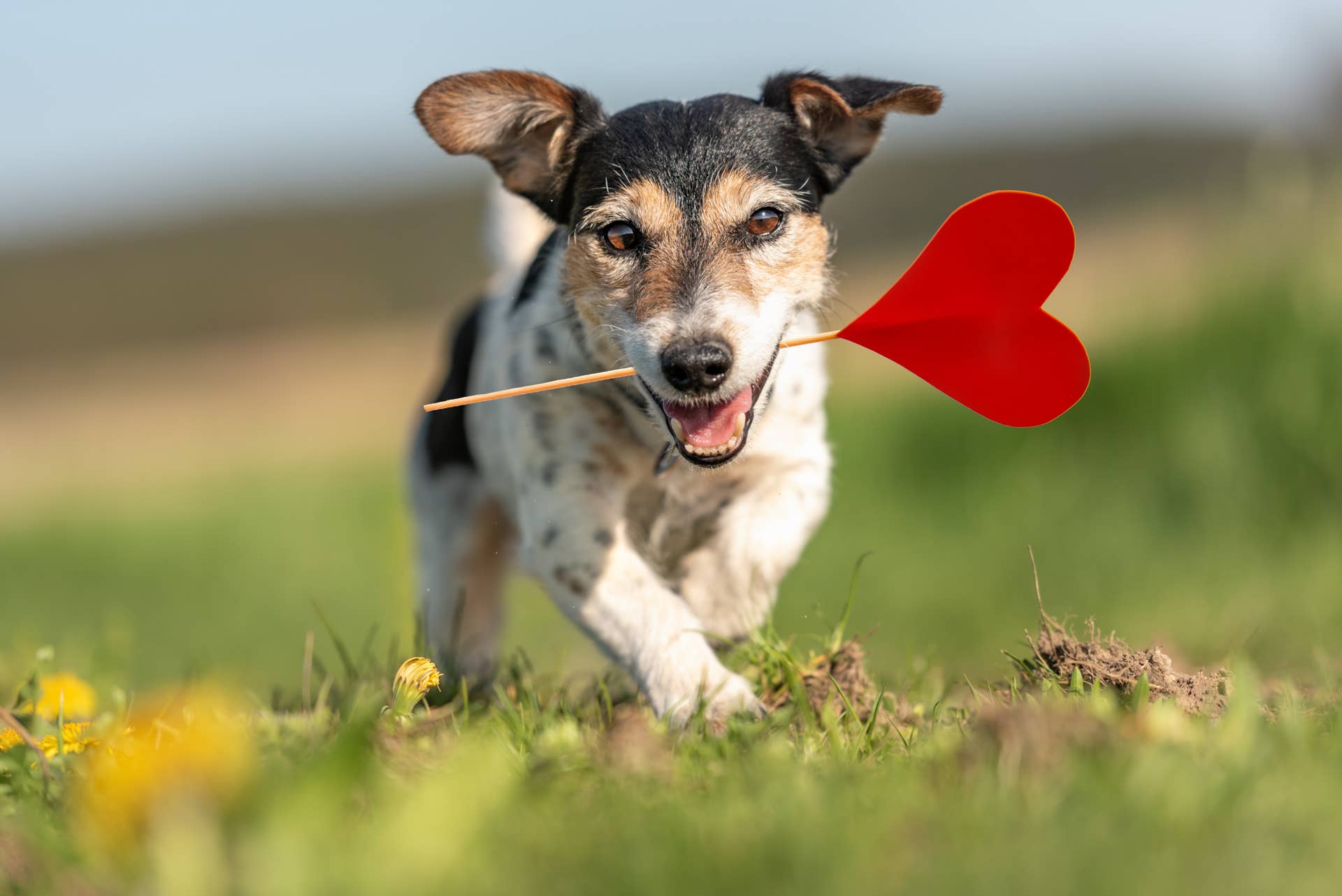 Jack Russell’s Days-Long Yard Patrol Leads to Surprise Discovery ...