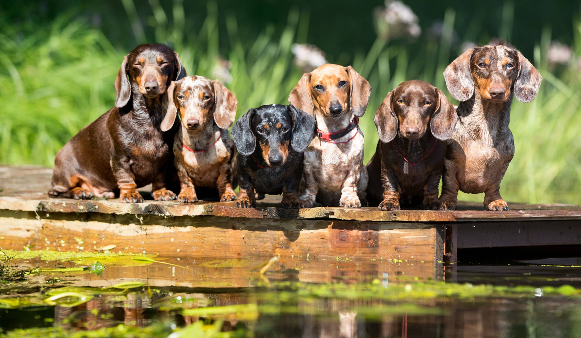 9 Dachshunds Discover the Fun Perks of Having a Great Dane Foster ...