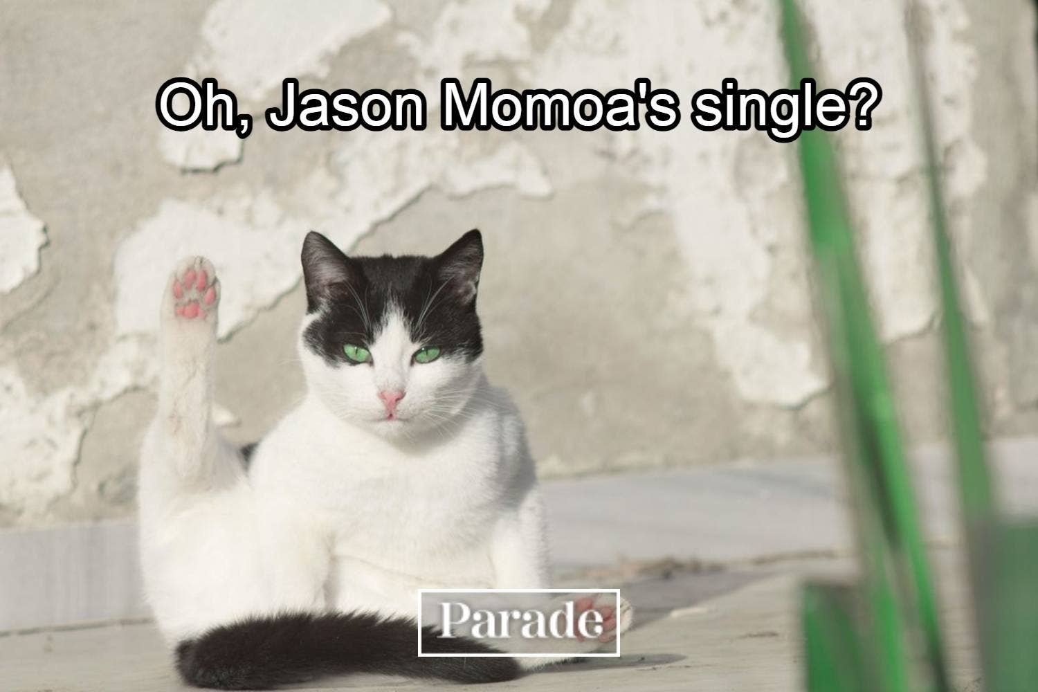 101 Funny Cat Memes To Make You Laugh in 2024 - Parade Pets
