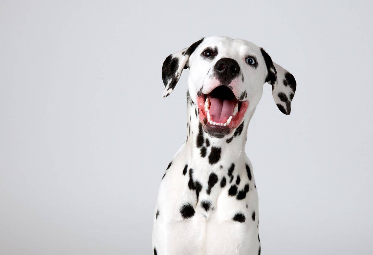 300 Disney Dog Names for Male, Female Pets - Parade Pets