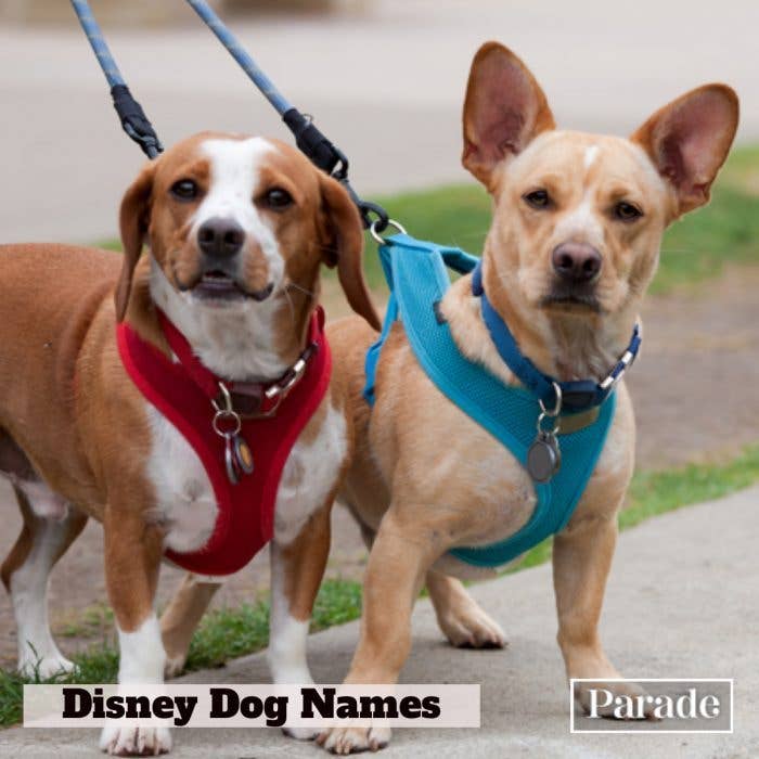 300 Disney Dog Names for Male, Female Pets - Parade Pets