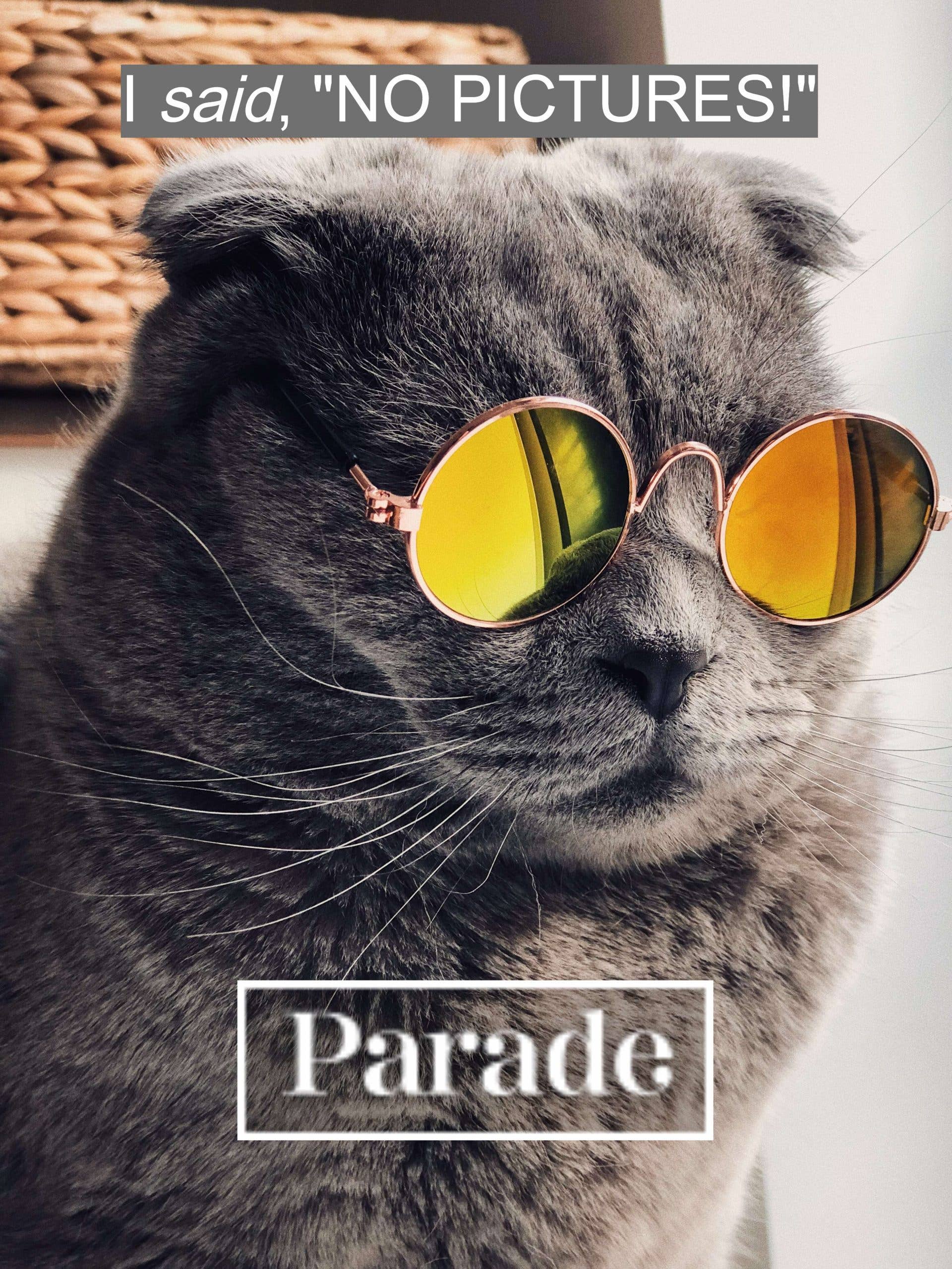 101 Funny Cat Memes To Make You Laugh in 2024 - Parade Pets