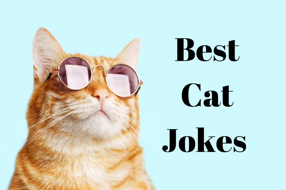 75 Funny Cat Jokes Fur You Right Meow - Parade Pets
