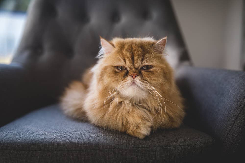 20 Big Cat Breeds That Are the Largest House Cats - Parade Pets