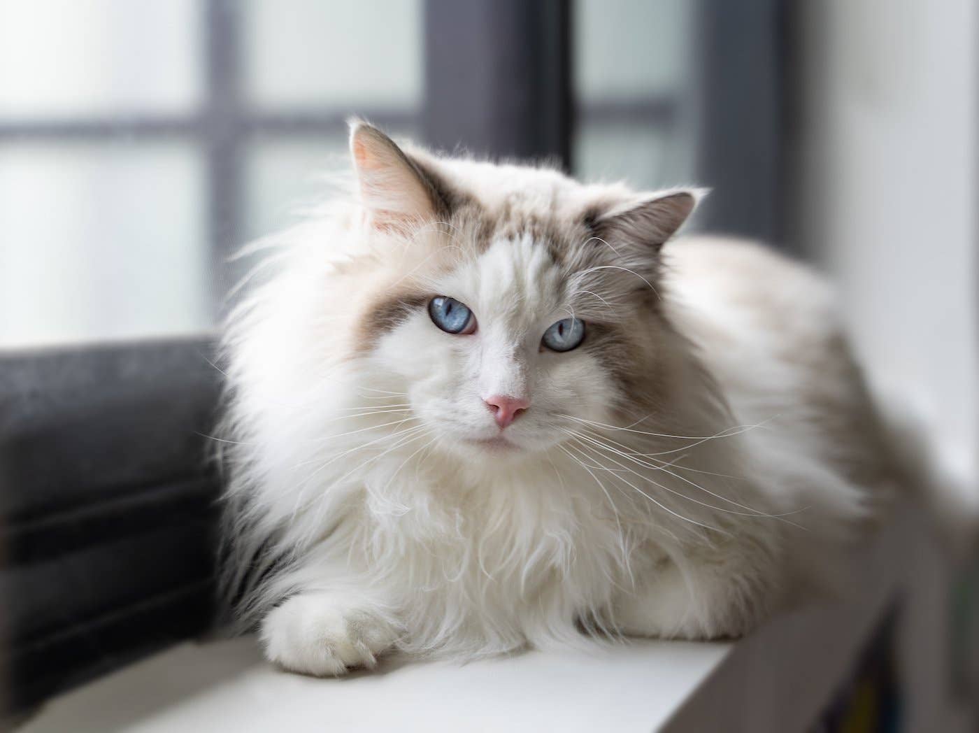 250 Best White Cat Names - Parade Pets