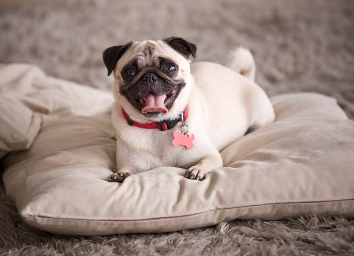 10 Fun & Fascinating Facts About Pugs - Parade Pets