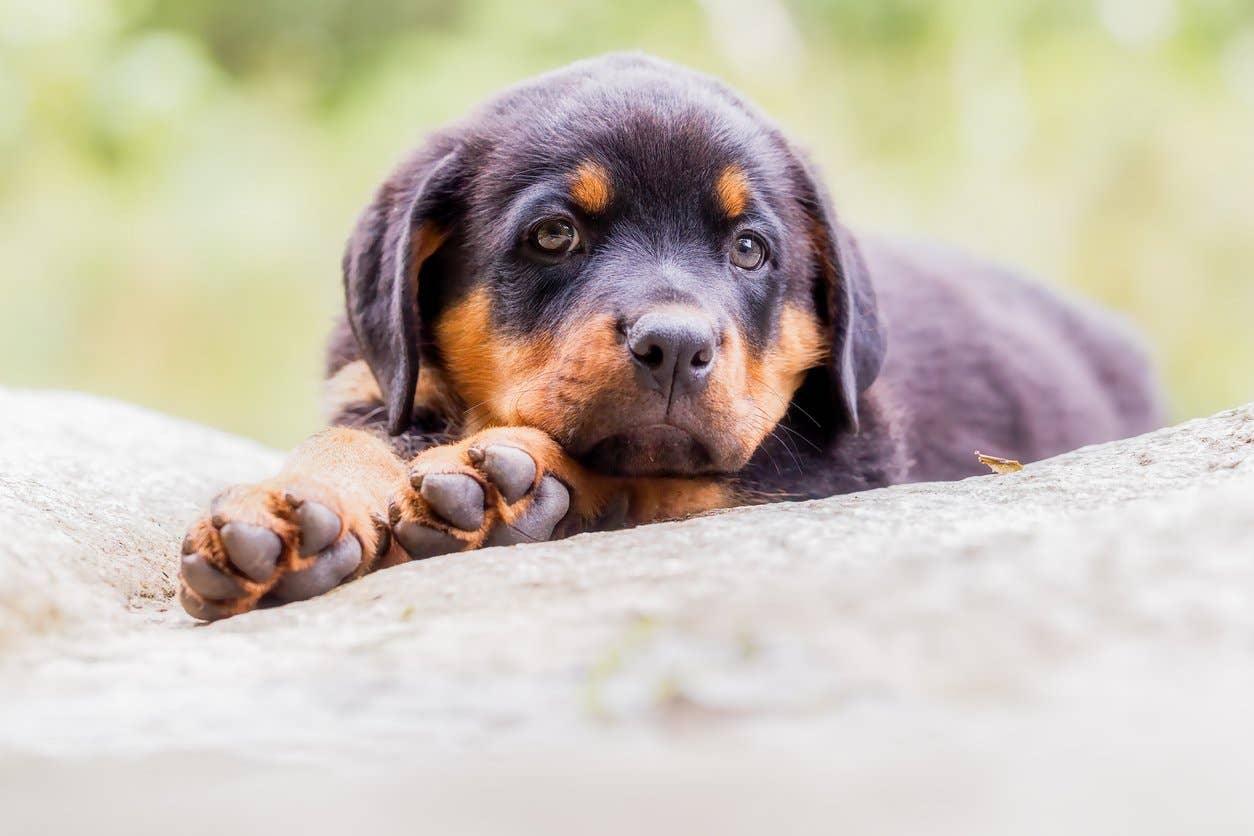 25 Best Guard Dogs With a Protective Instinct - Parade Pets