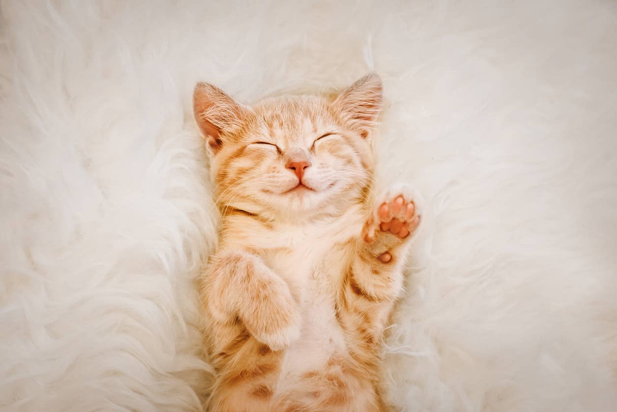 25 Small Cat Breeds—Find the Purr-fect Small Cat - Parade Pets