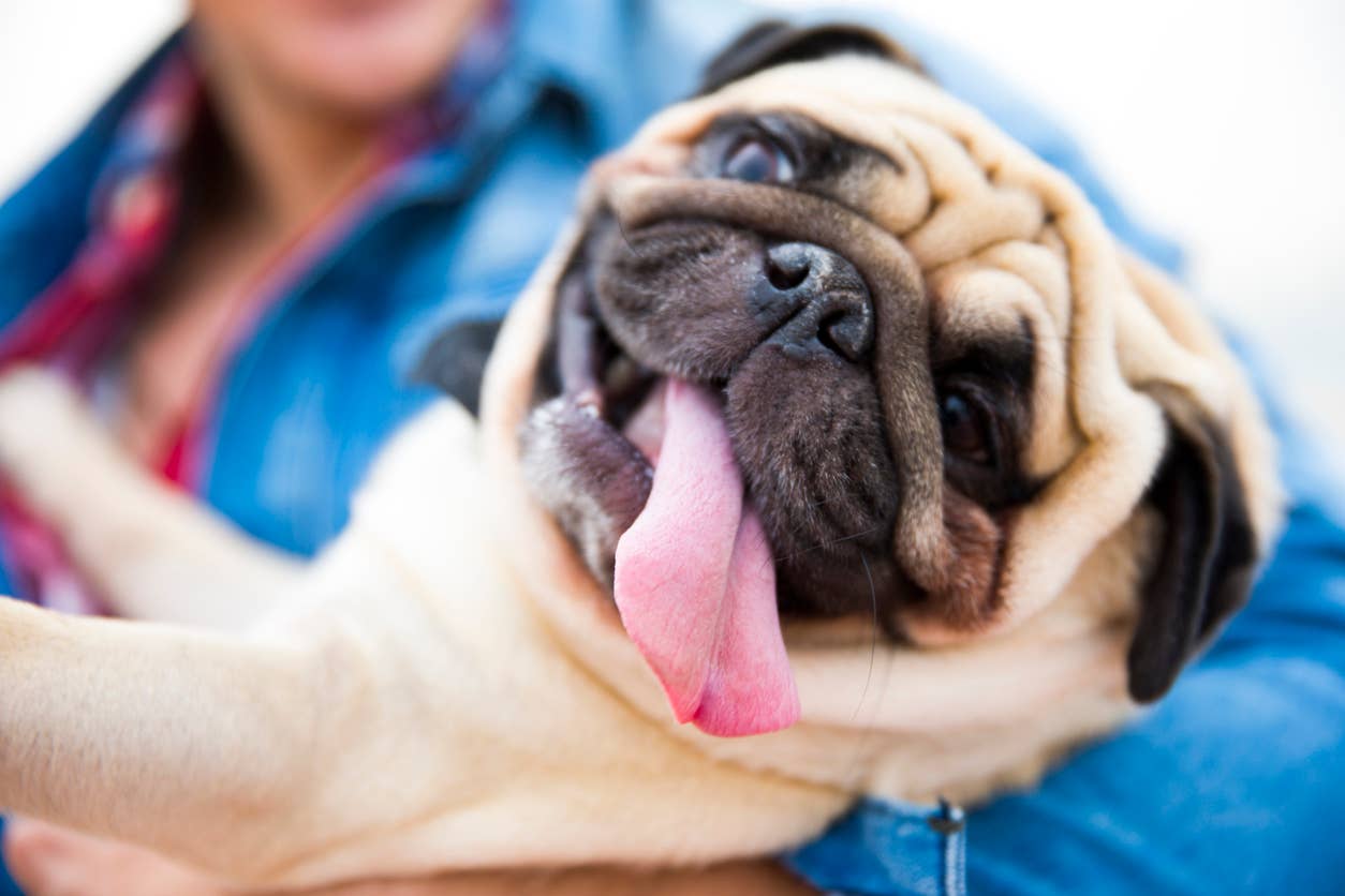 30 Low-Maintenance Dog Breeds for First-Time Pup Parents - Parade Pets