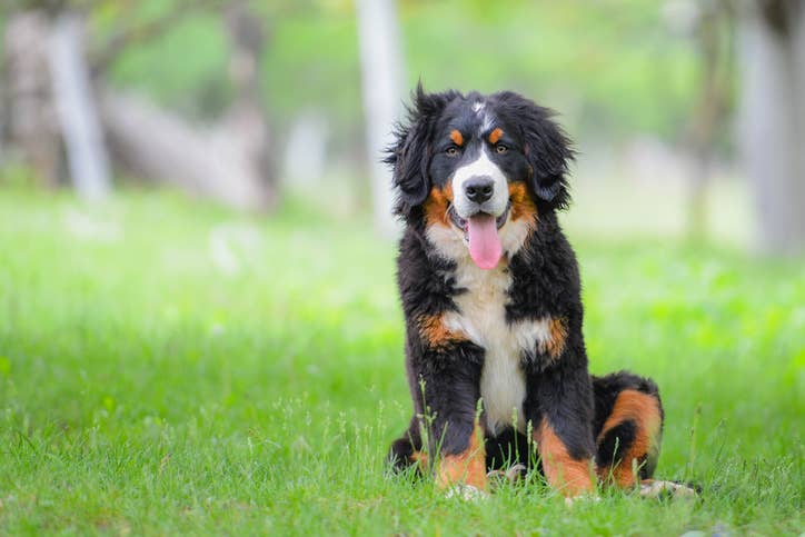 50 Large Dog Breeds Full of Big Love - Parade Pets