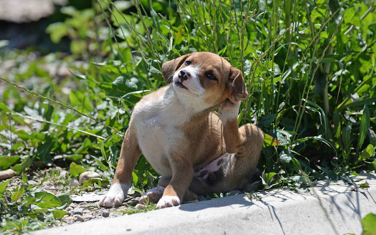Veterinarian Shares 3 Natural Remedies for Helping Dogs With Allergies ...