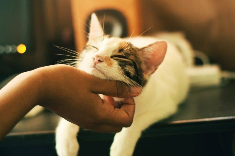 10 Best Pet Adoption Websites - Parade Pets