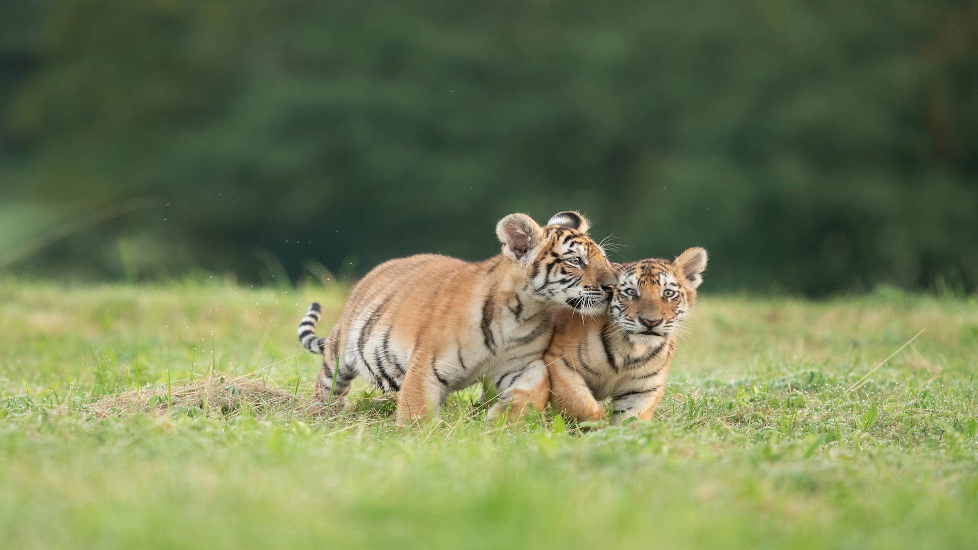 Dallas Zoo Welcomes Sumatran Tiger Cubs and Hosts Naming Contest ...