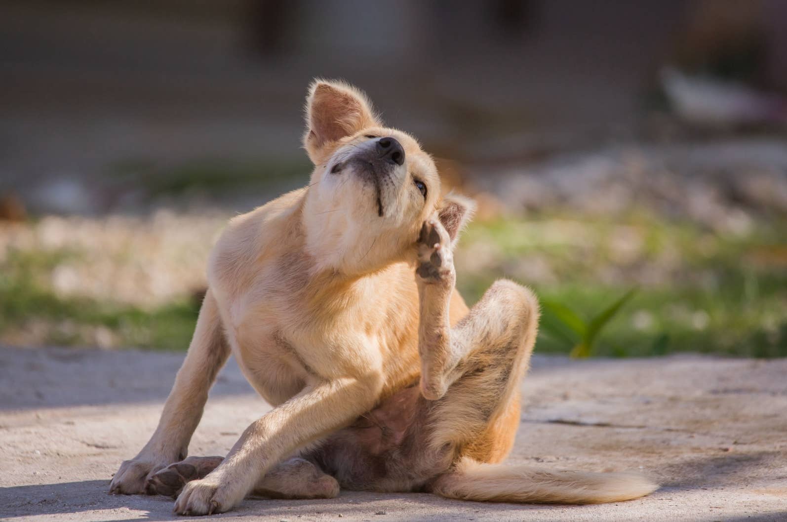 Veterinarian Shares 3 Natural Remedies for Helping Dogs With Allergies ...