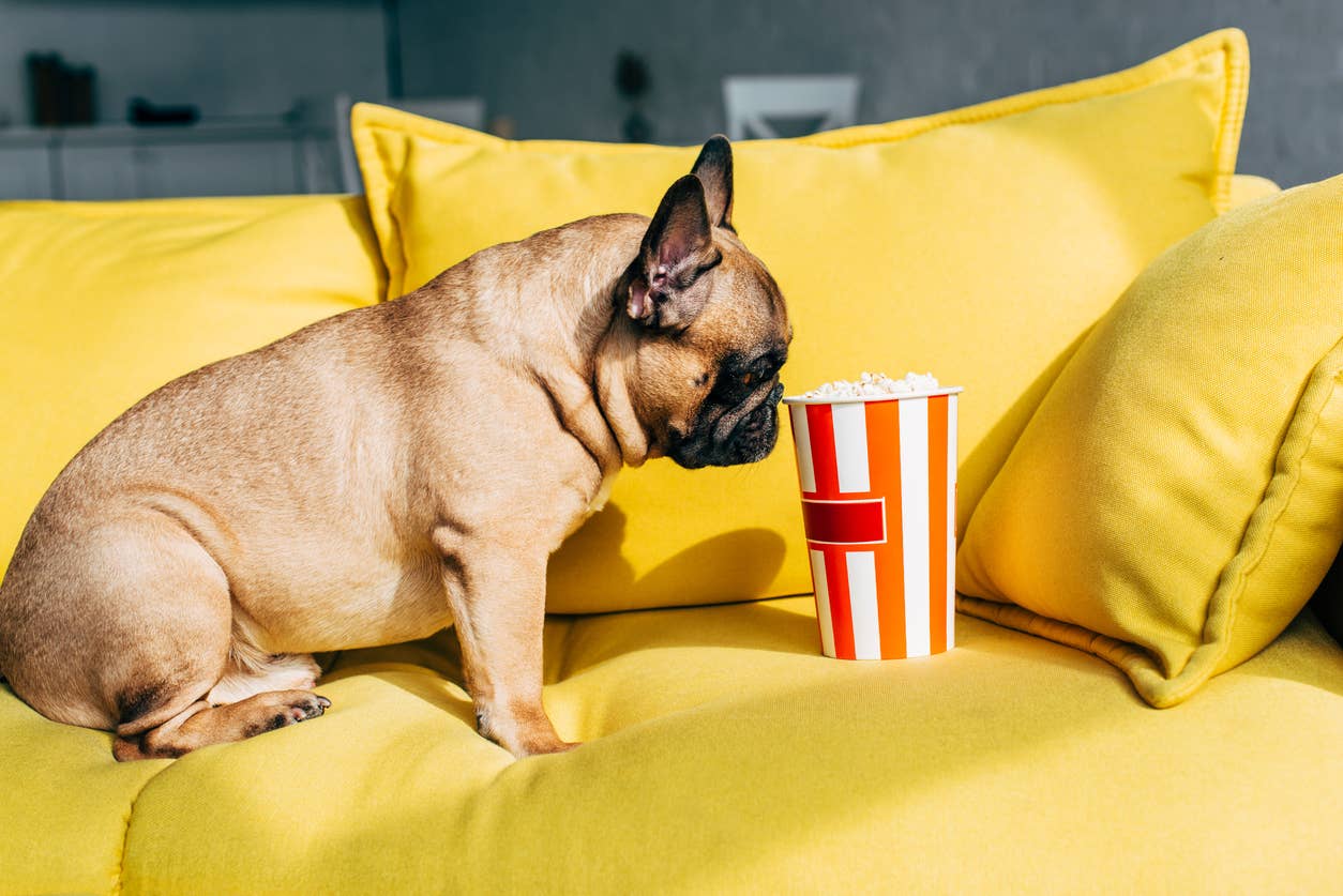 Can Dogs Eat Popcorn? A Veterinarian Explains - Parade Pets