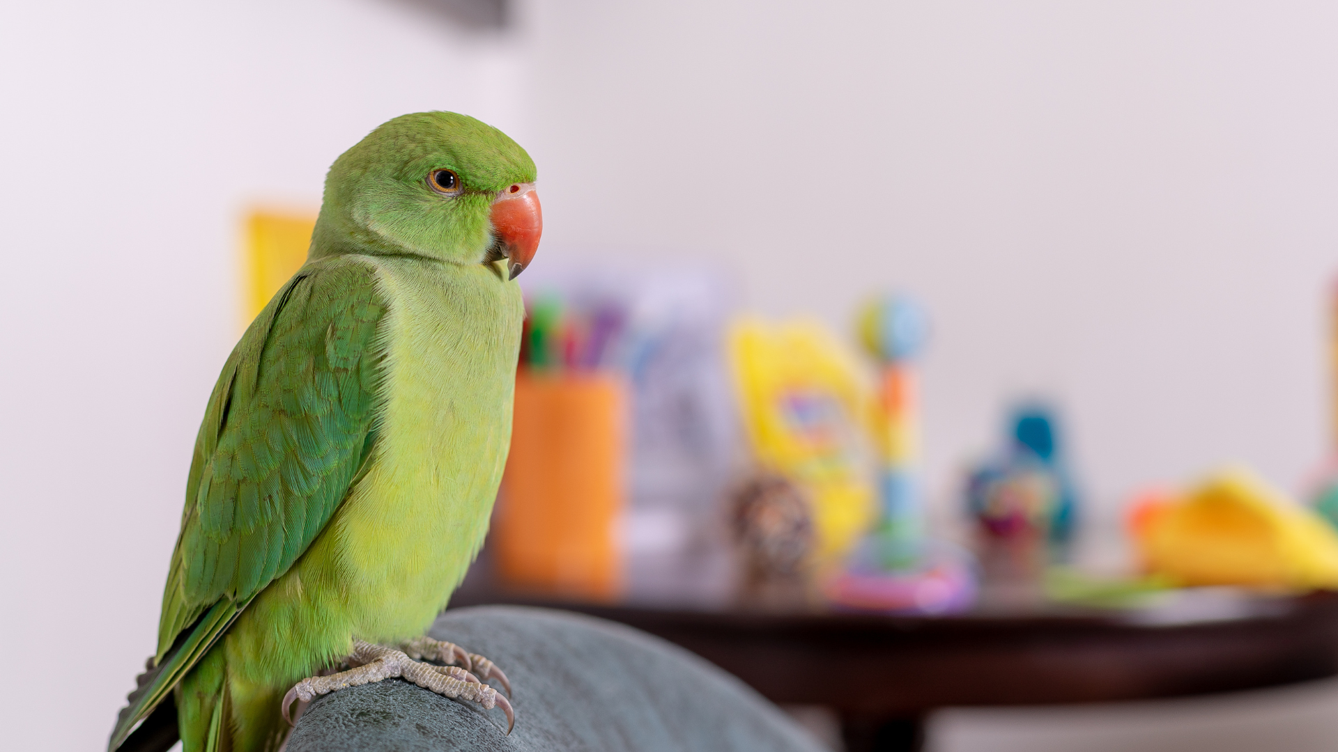 Little Parrot Singing Justin Bieber's 'Baby' Deserves a Record Deal ...