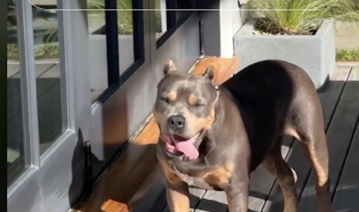 Famous Miss Peaches Finally Finds Her Bark & Dave Portnoy's Reaction Is ...
