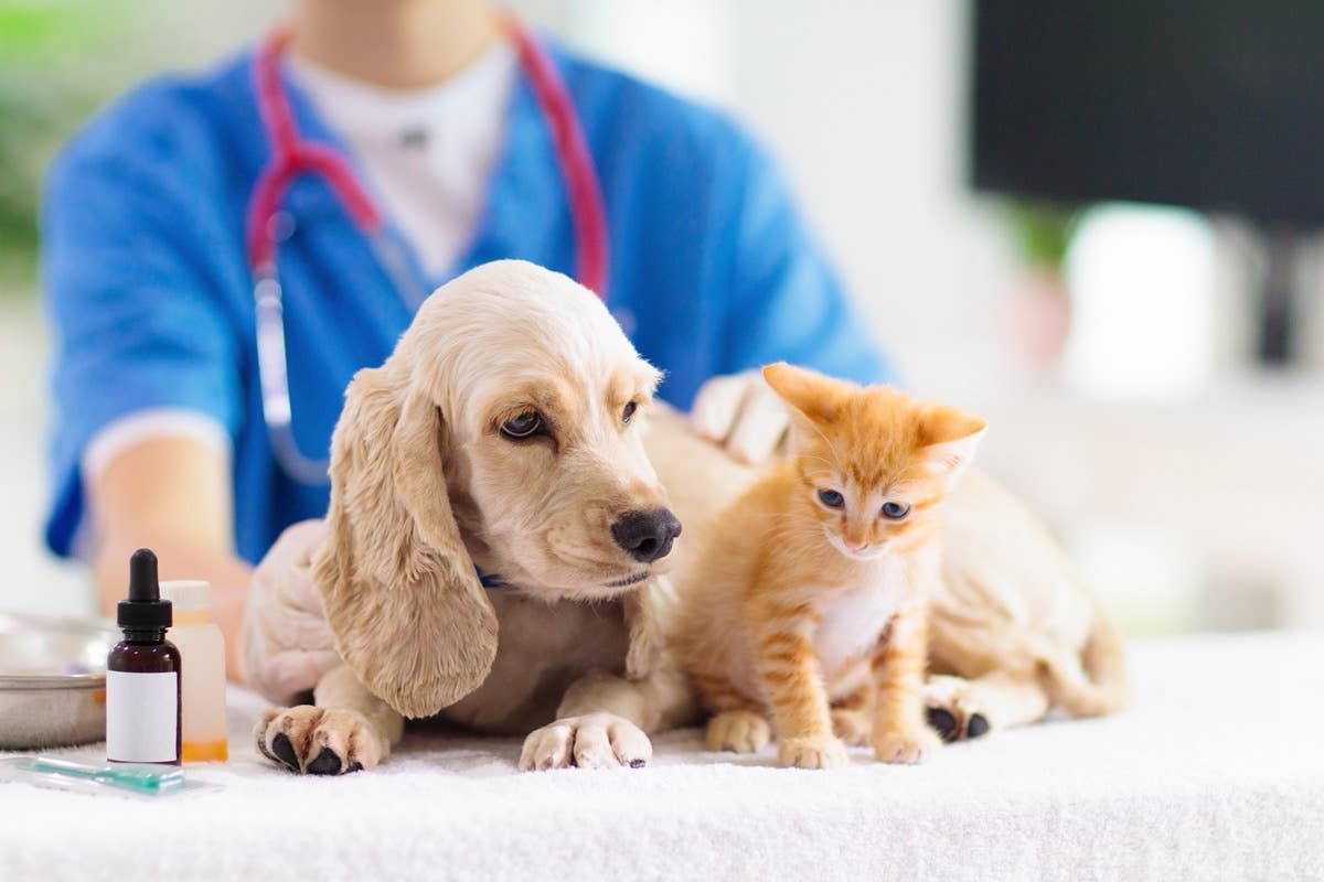 Sassy Dog Breeds: Traits & Care Tips From Experts - Parade Pets