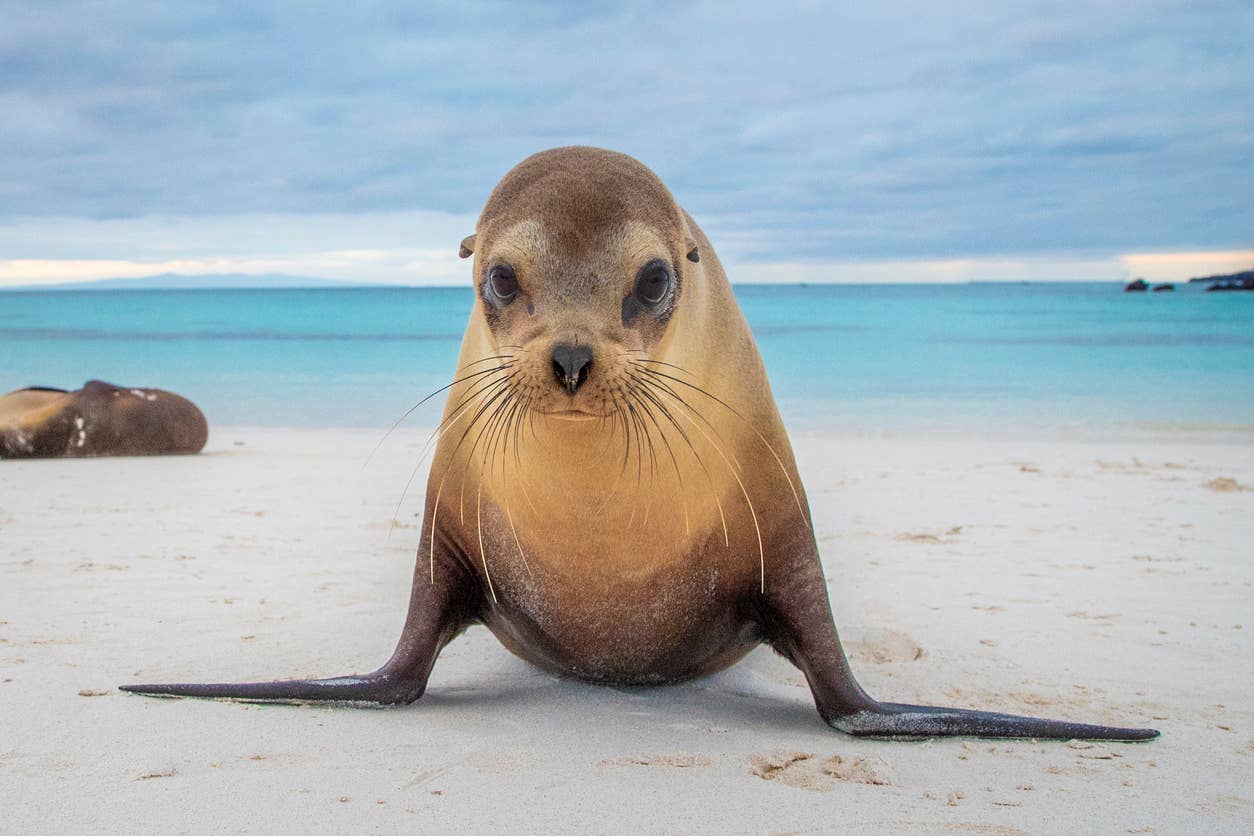 101 Animals That Start With 'S' (With Facts) - Parade Pets