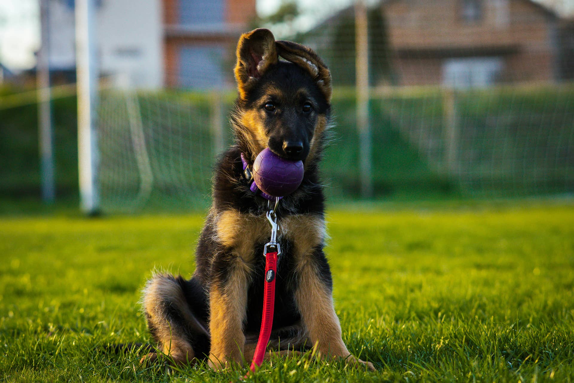 25 Best Family Dogs for Kids - Parade Pets