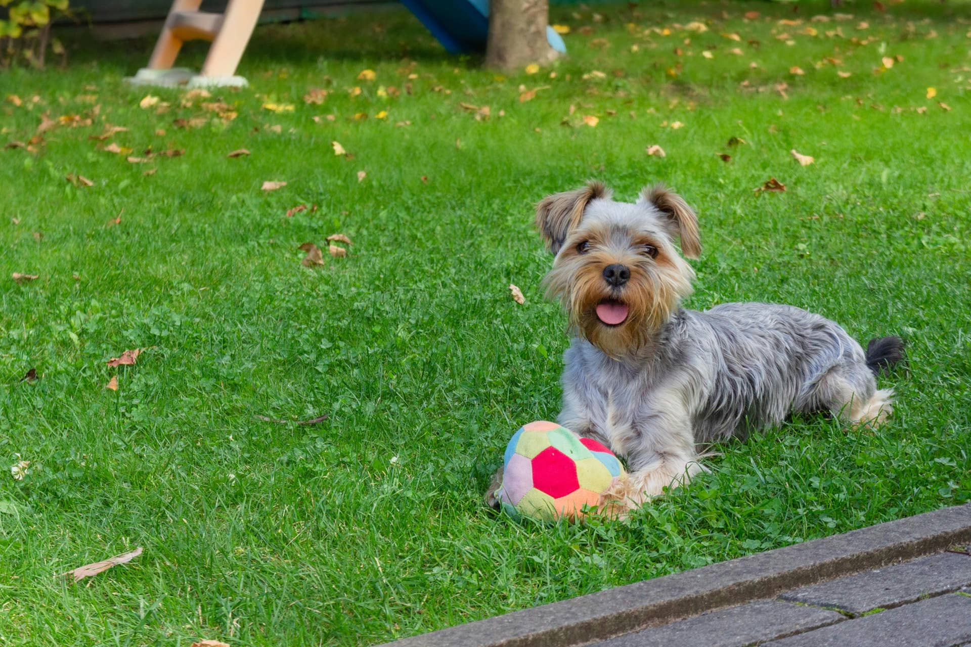 25 Best Family Dogs for Kids - Parade Pets