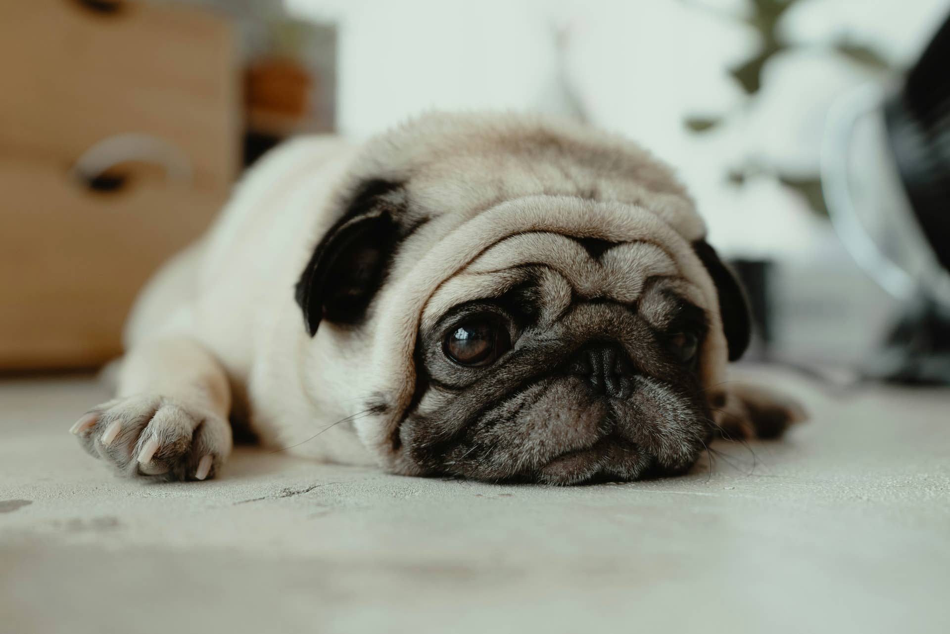 25 Best Family Dogs for Kids - Parade Pets
