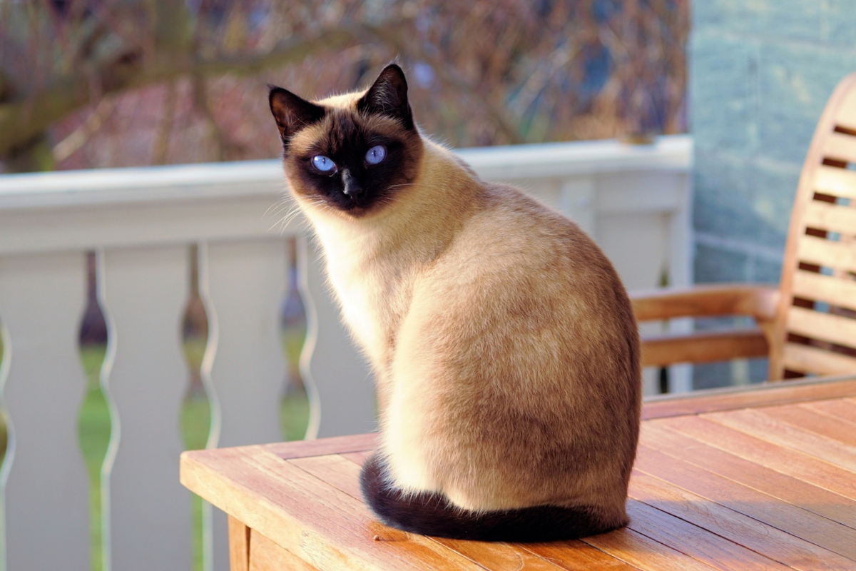 Siamese Cat's Blatant Aversion to Traveling to Ohio Is So On-Point ...
