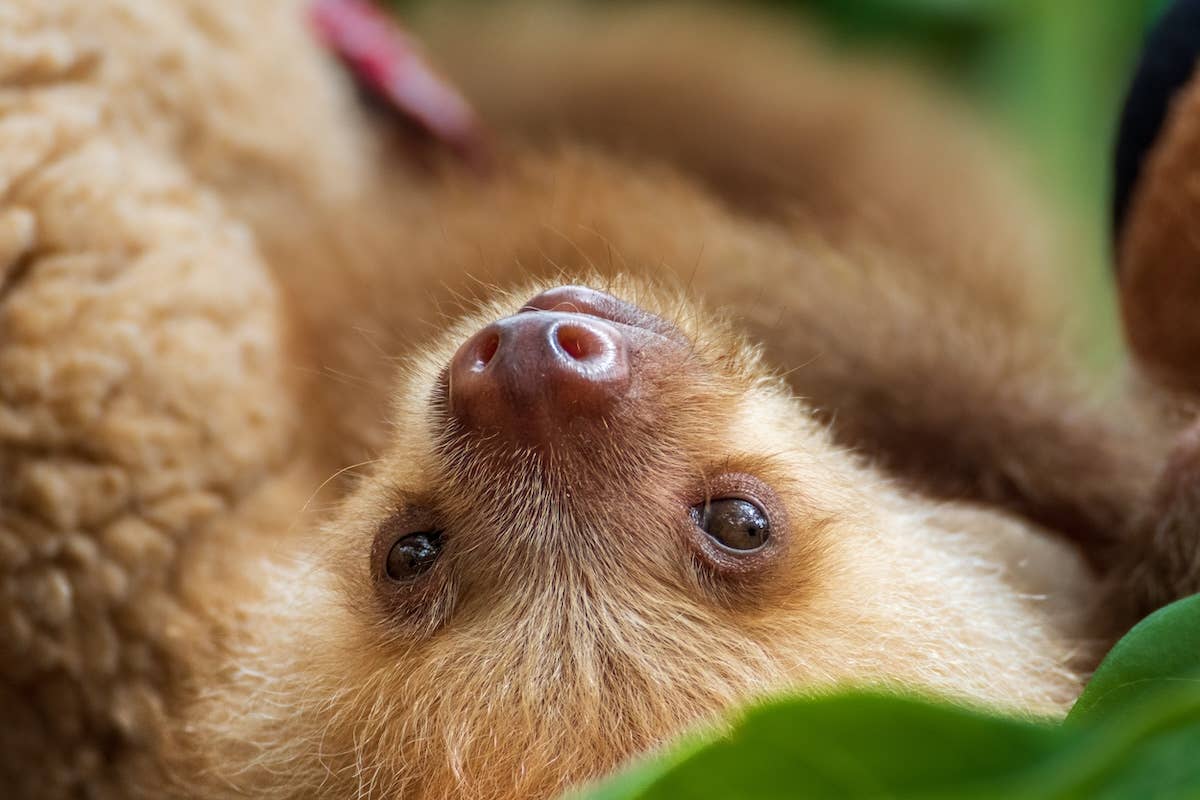 Zoo Animals: Cute Photos, Surprising Moments, and Wild Facts - Parade Pets