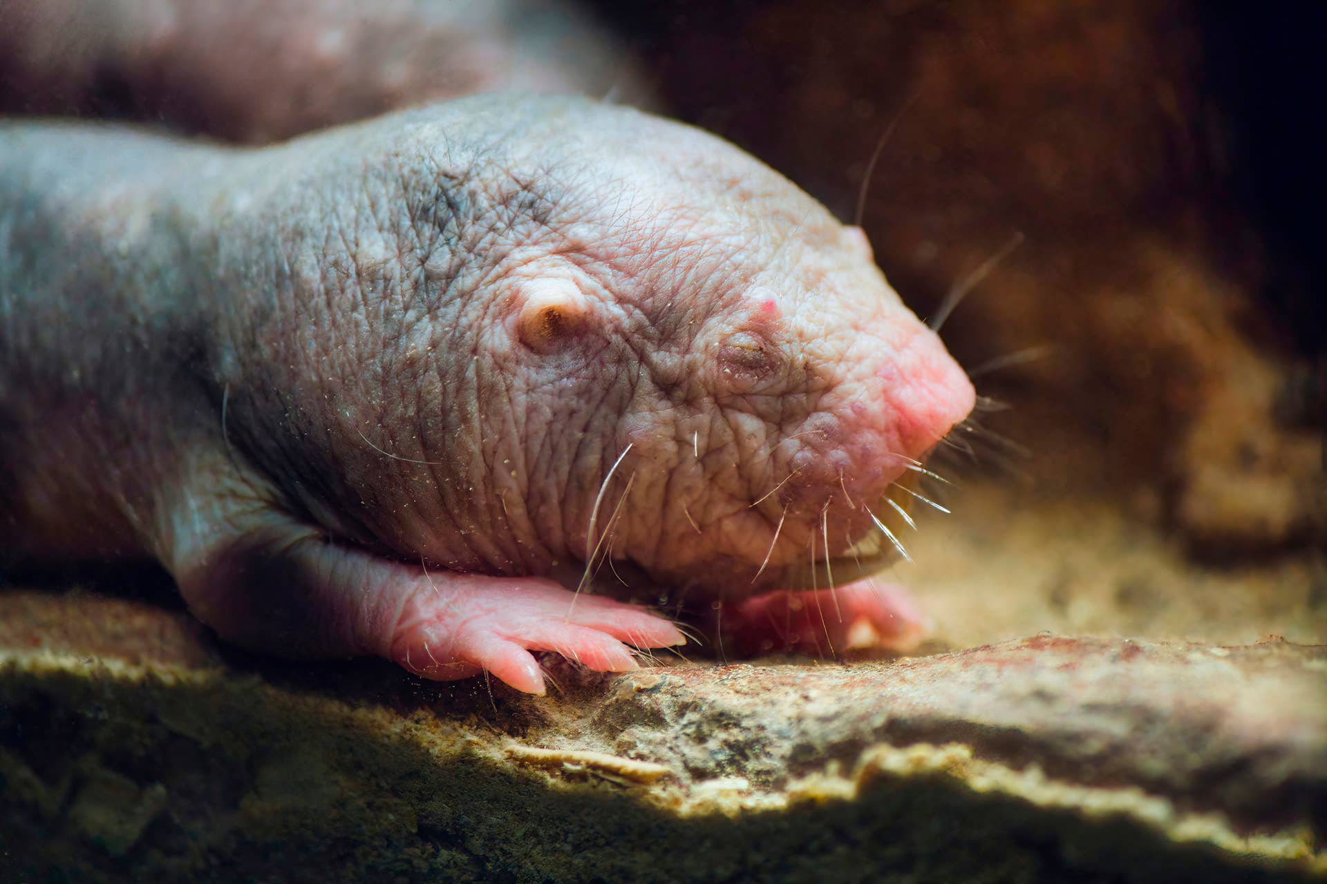 101 Animals That Start With 'N' (With Facts) - Parade Pets