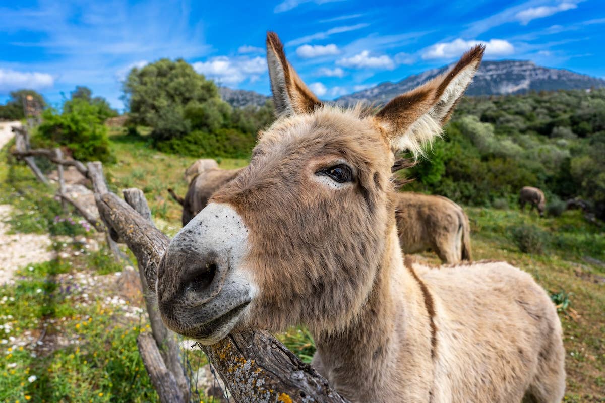 Hospital Therapy Donkeys: How These Animals Improve Mental Health ...