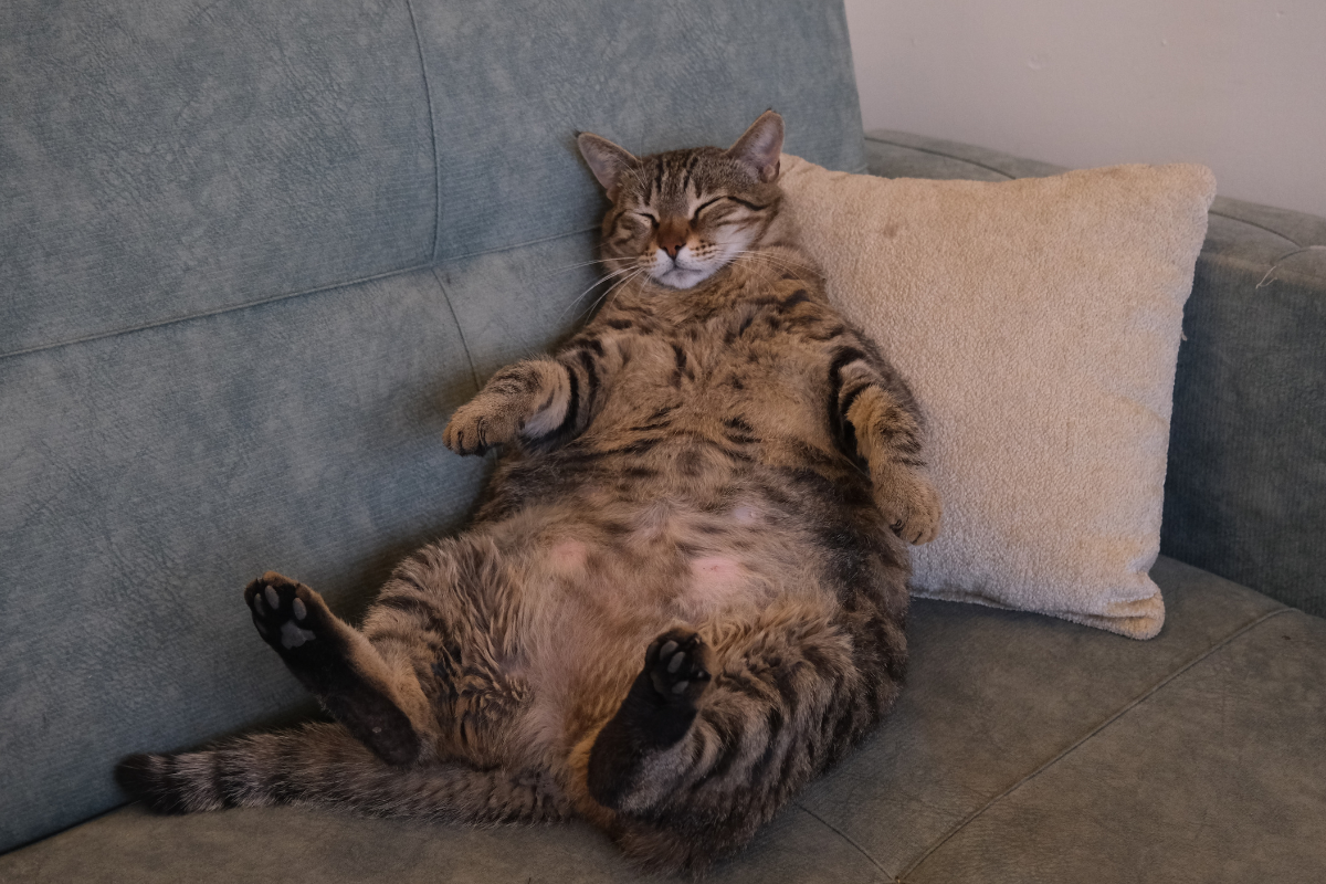 Milo the Cat Gleefully Shows Off New Bedroom His Parents 'Finally ...