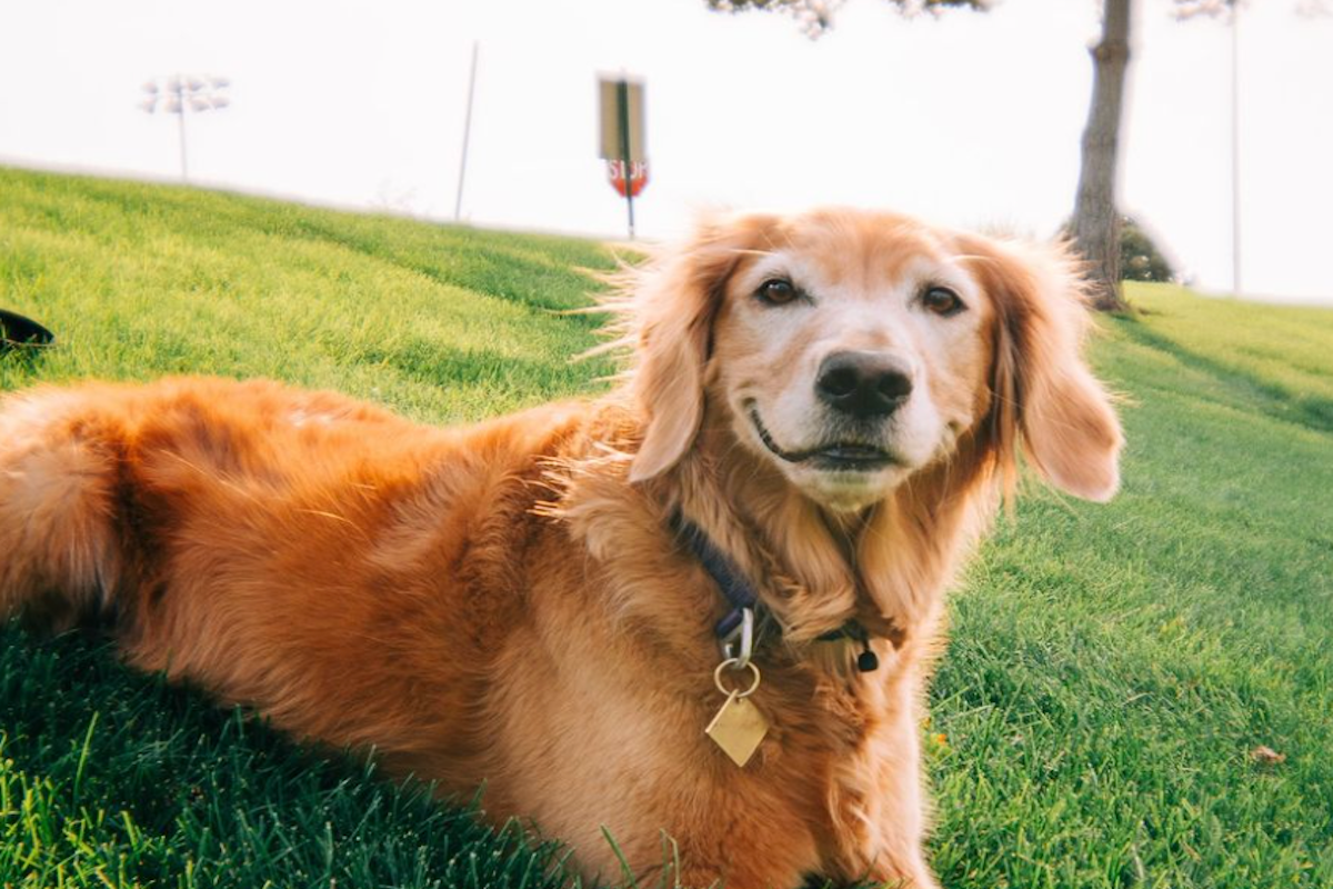 Internet Sensation 'Nala Stomps' Getting Stopped By Fans Is Too Pure ...