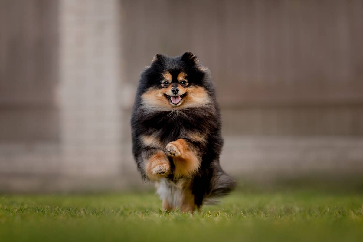 14 Long-Haired Dog Breeds (Small and Big) - Parade Pets