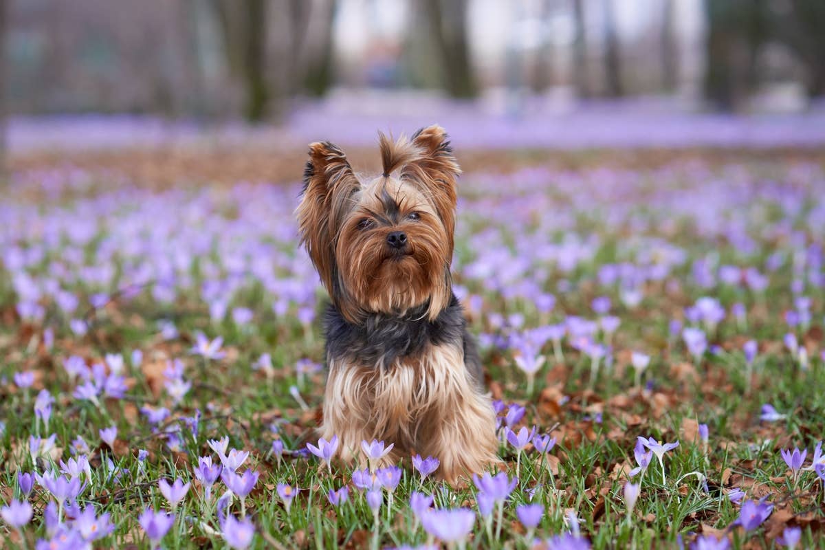 14 Long-Haired Dog Breeds (Small and Big) - Parade Pets