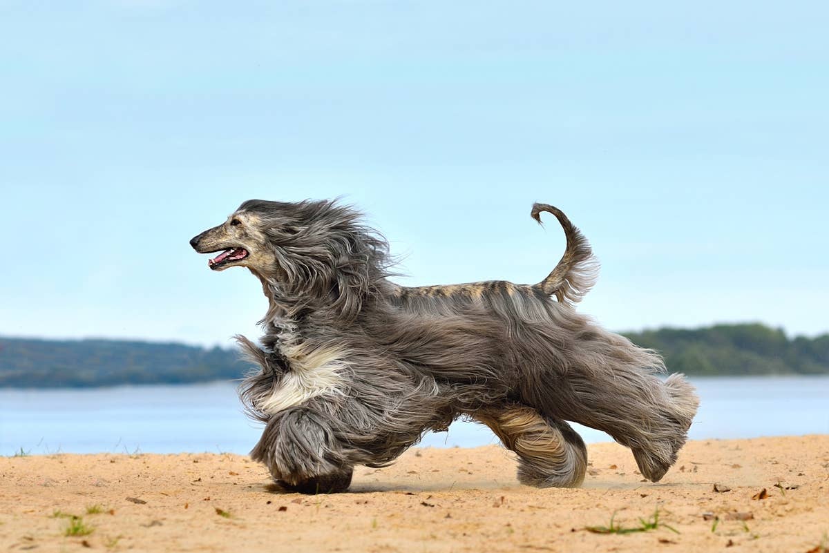 14 Long-Haired Dog Breeds (Small and Big) - Parade Pets