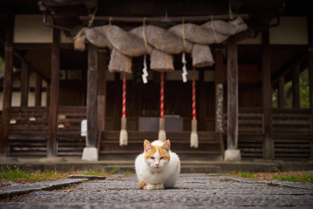 350+ Japanese Cat Names - Parade Pets
