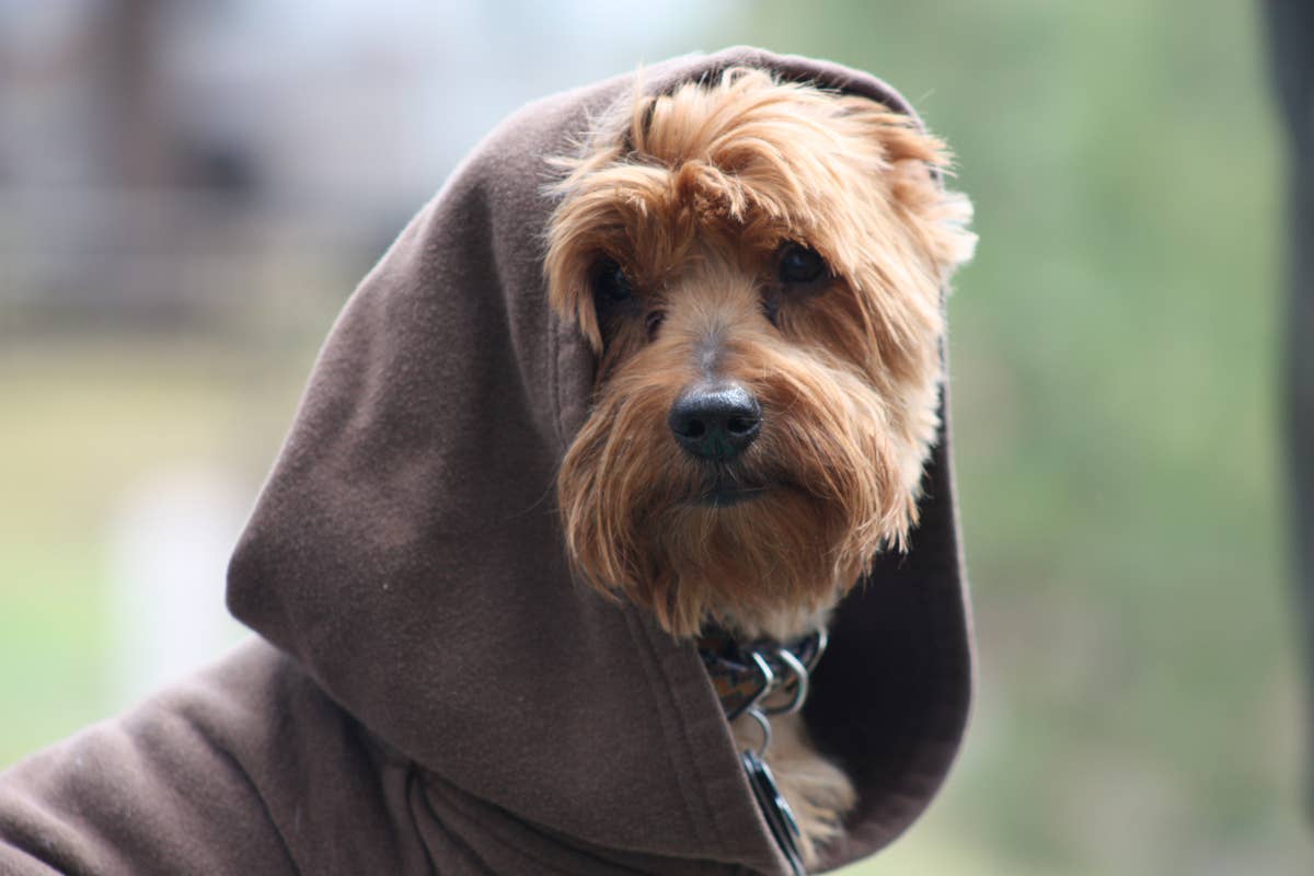 120+ Star Wars Dog Names For Your Jedi or Sith Puppy - Parade Pets
