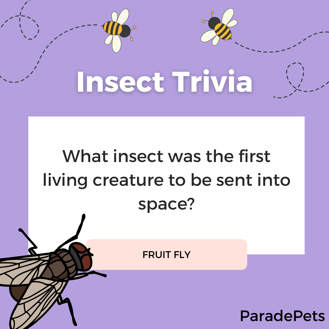 100 Animal Trivia Questions to Reveal Your Animal IQ - Parade Pets