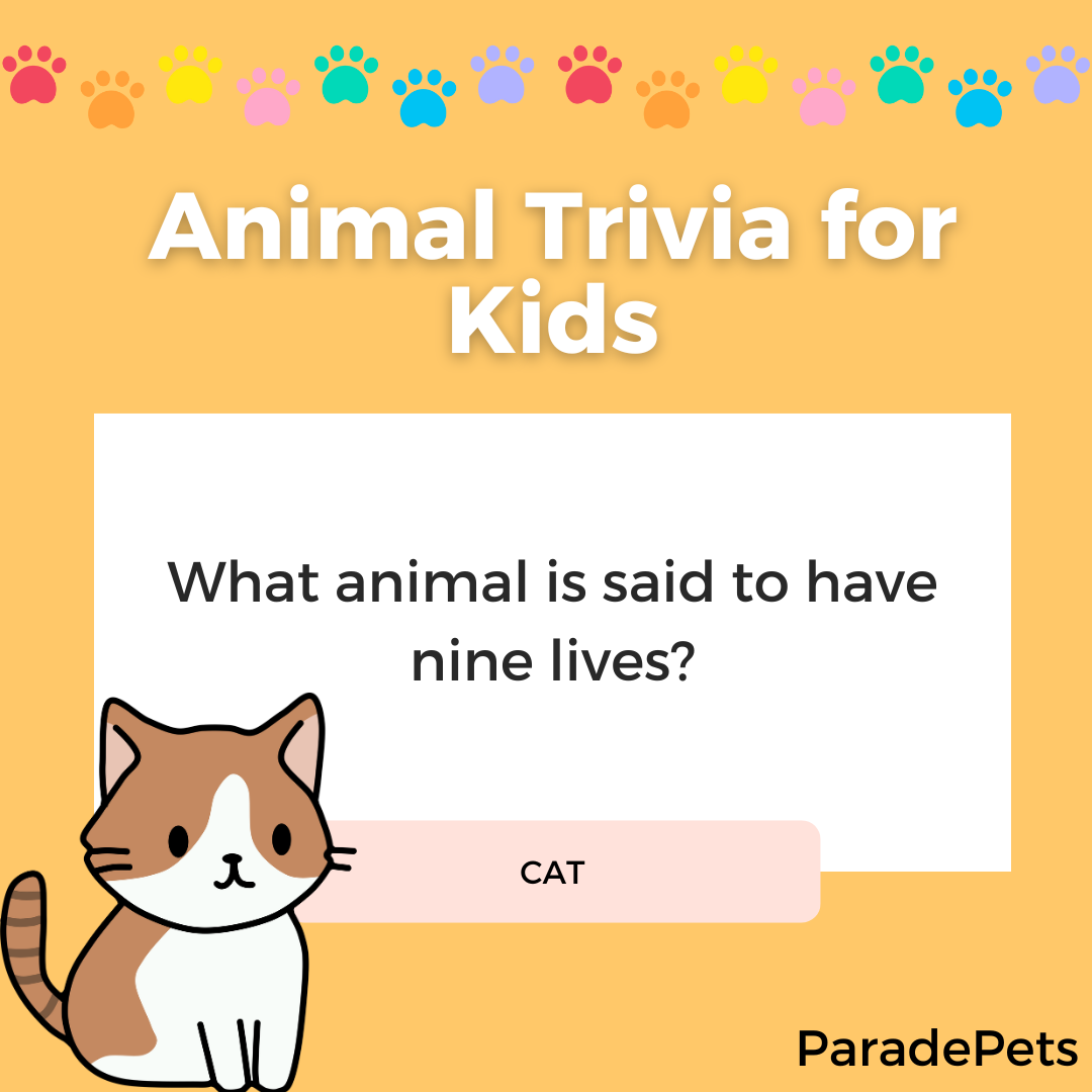 100 Animal Trivia Questions to Reveal Your Animal IQ - Parade Pets