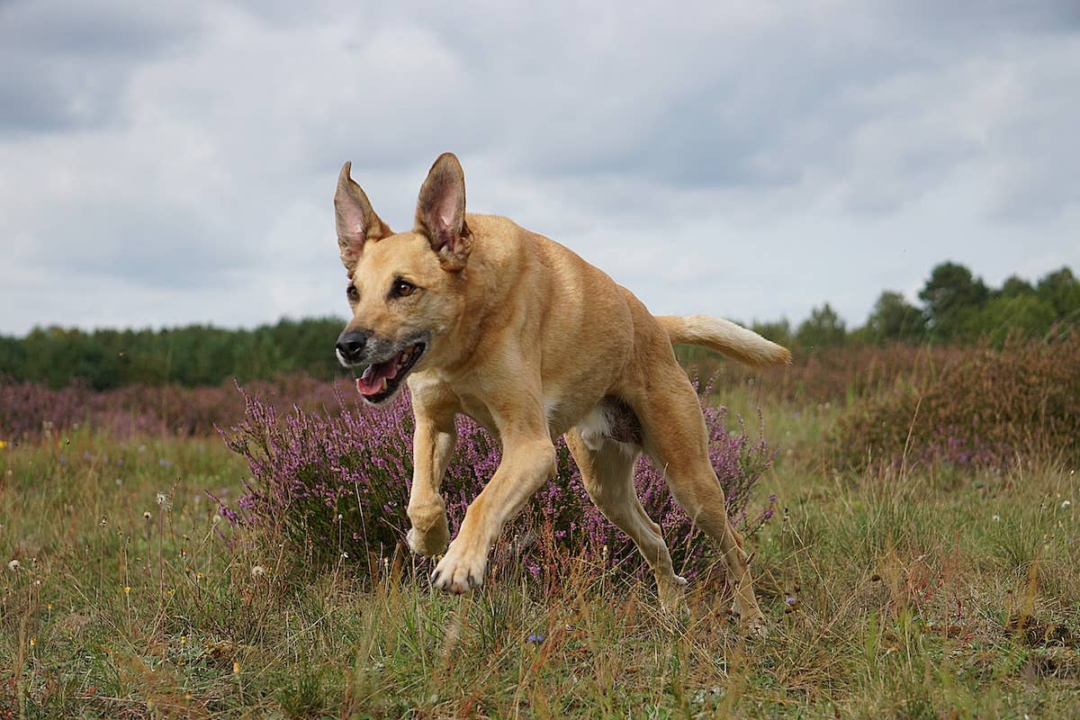 Rescue Dog's Transformation After Being 'Left for Dead' Is Just So ...