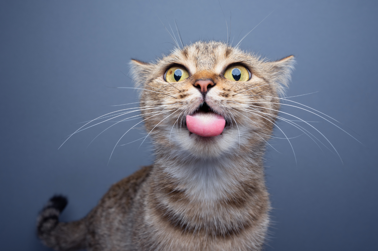 130 Funny Cat Puns That Are Just Purr-fect - Parade Pets