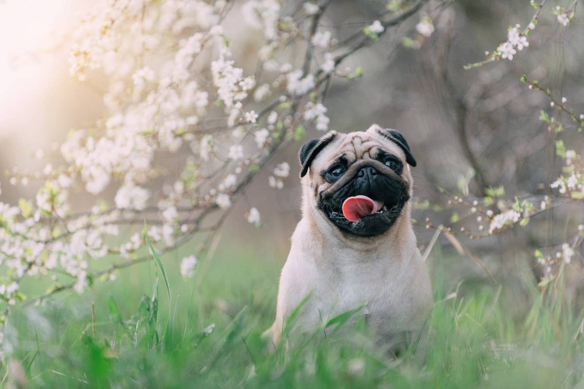 10 Fun & Fascinating Facts About Pugs - Parade Pets