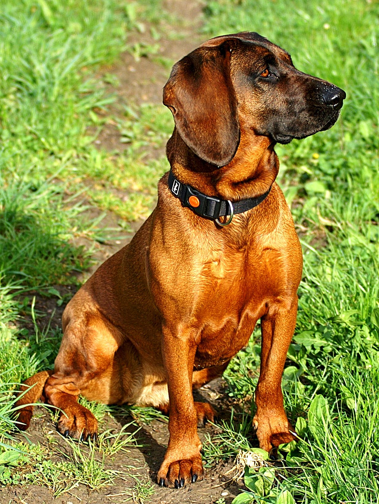30+ Hound Dog Breeds - Parade Pets
