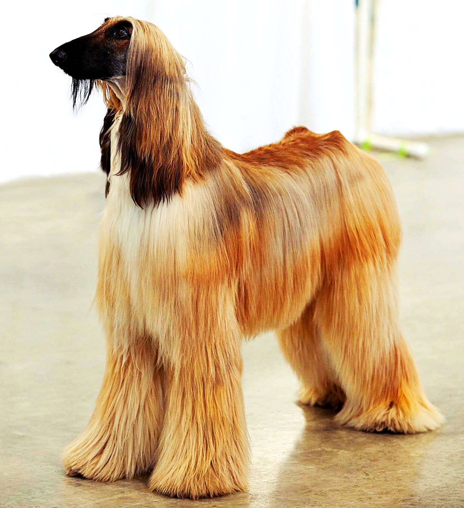 30+ Hound Dog Breeds - Parade Pets