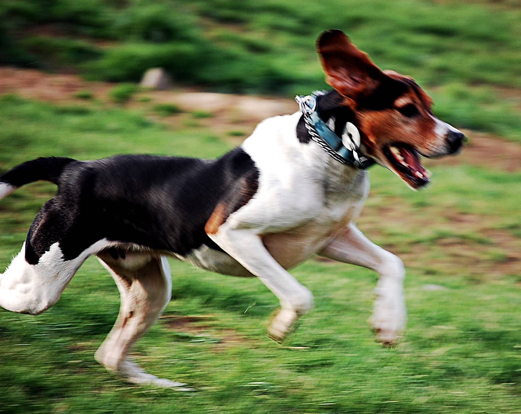 30+ Hound Dog Breeds - Parade Pets