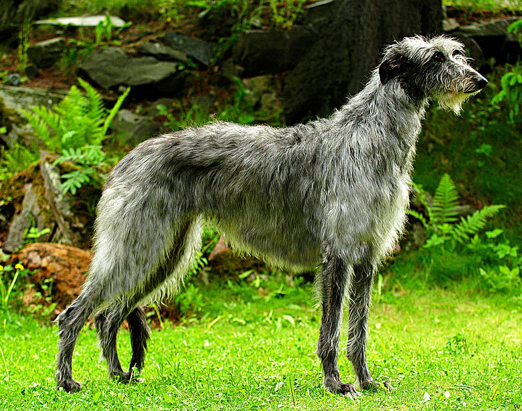 30+ Hound Dog Breeds - Parade Pets
