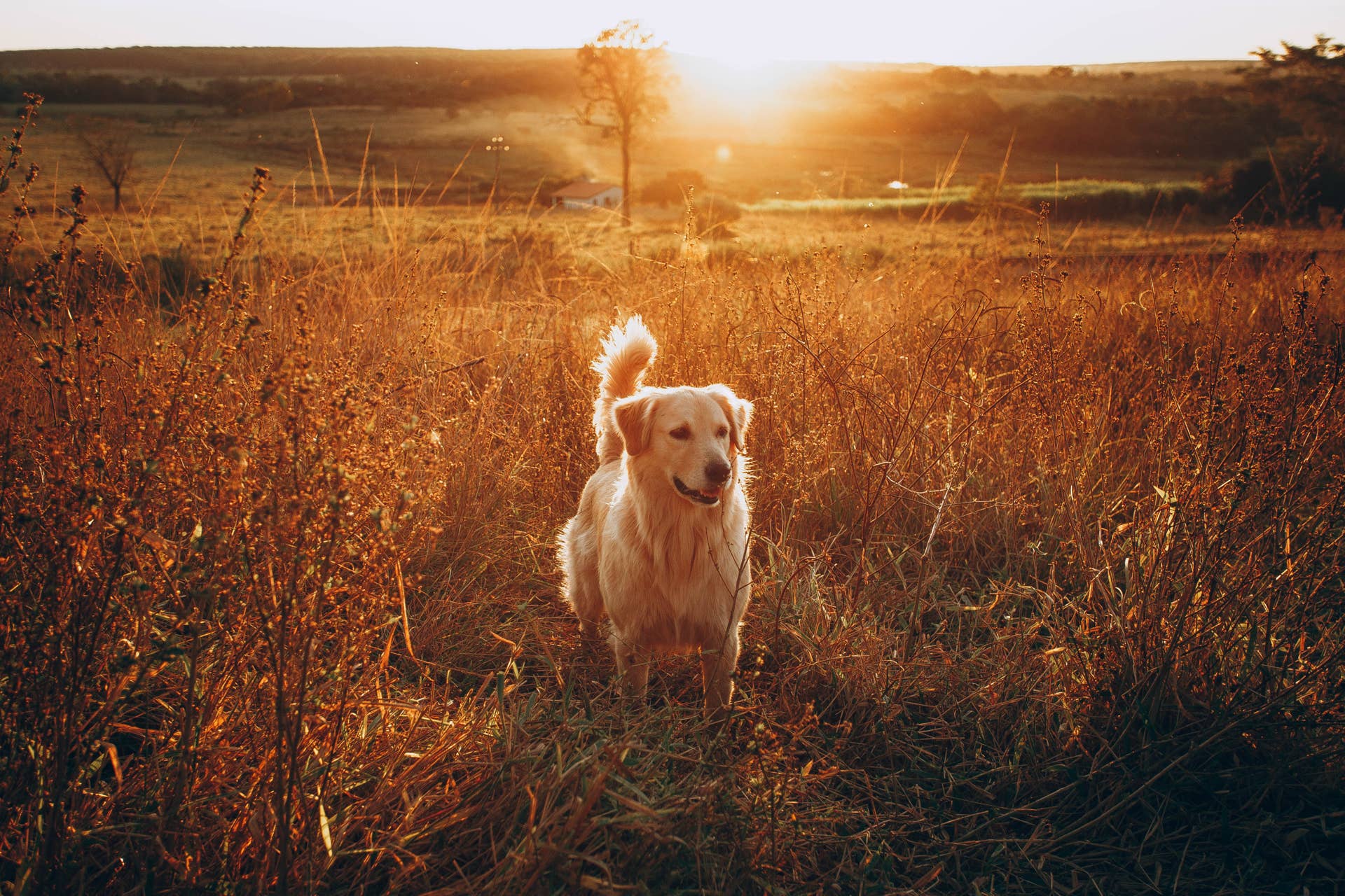 Hunting Dogs: 11 Best Breeds for Hunting - Parade Pets