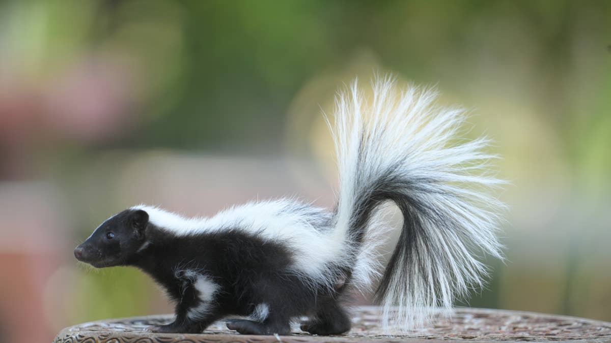 Two Pet Skunks Share Their Night Routine and the Internet Reacts ...